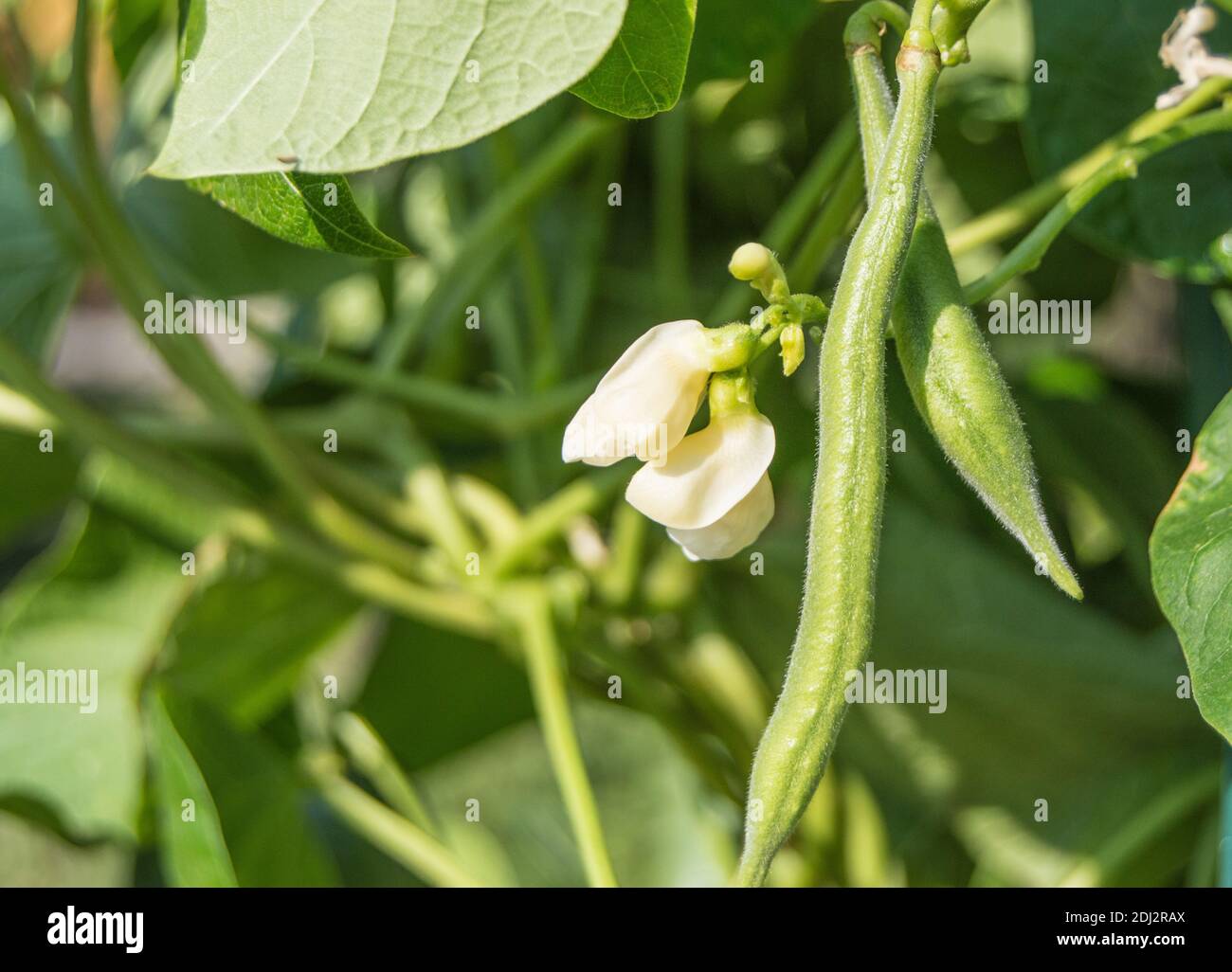 Green bean plant with pods and white flowers, in the garden on a Sunny ...