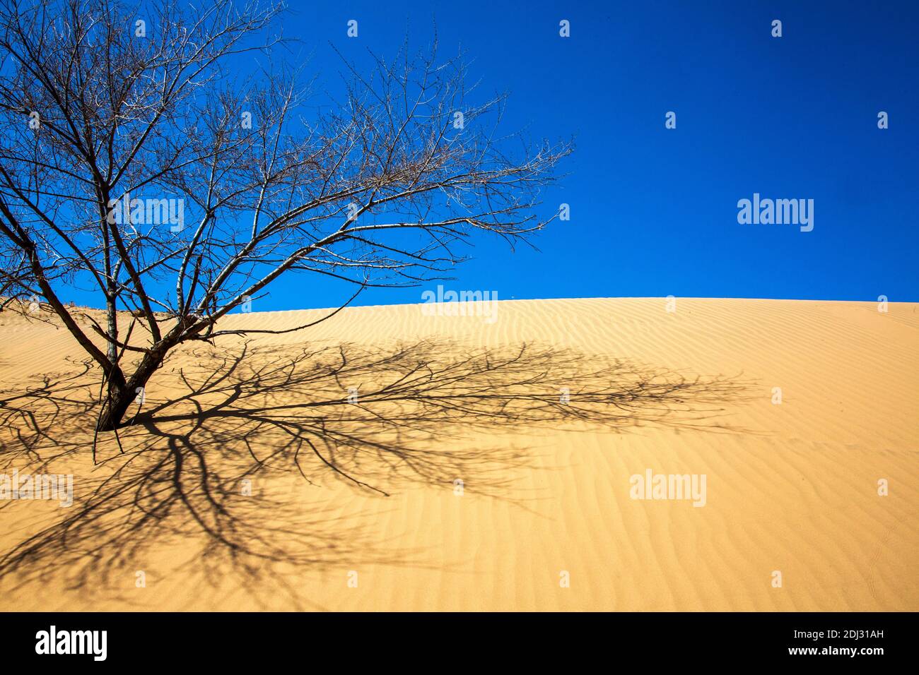 Mongolian pine hi-res stock photography and images - Alamy