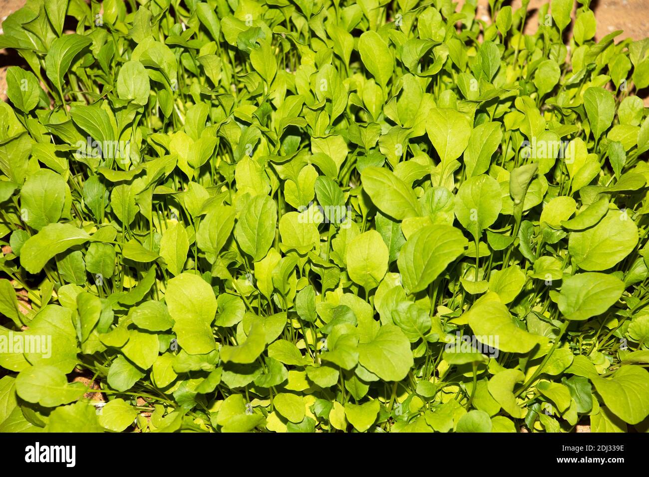 A greenhouse in the United Arab Emirates growing fresh rocket leaves ...