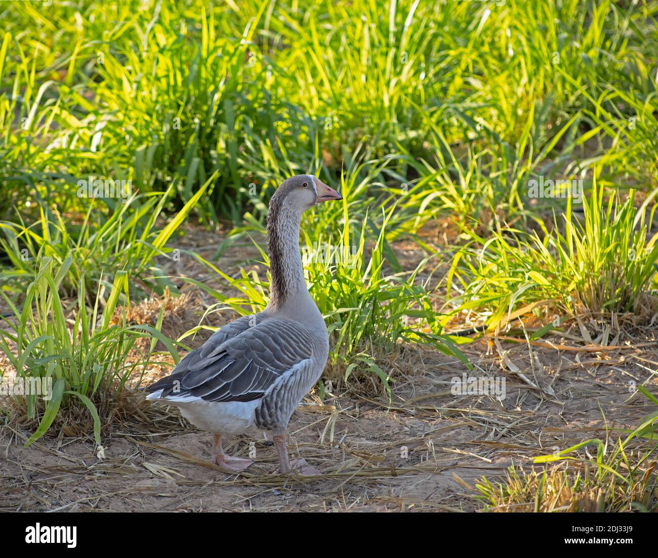 Greylag geese anser anser standing in a field hi-res stock photography ...