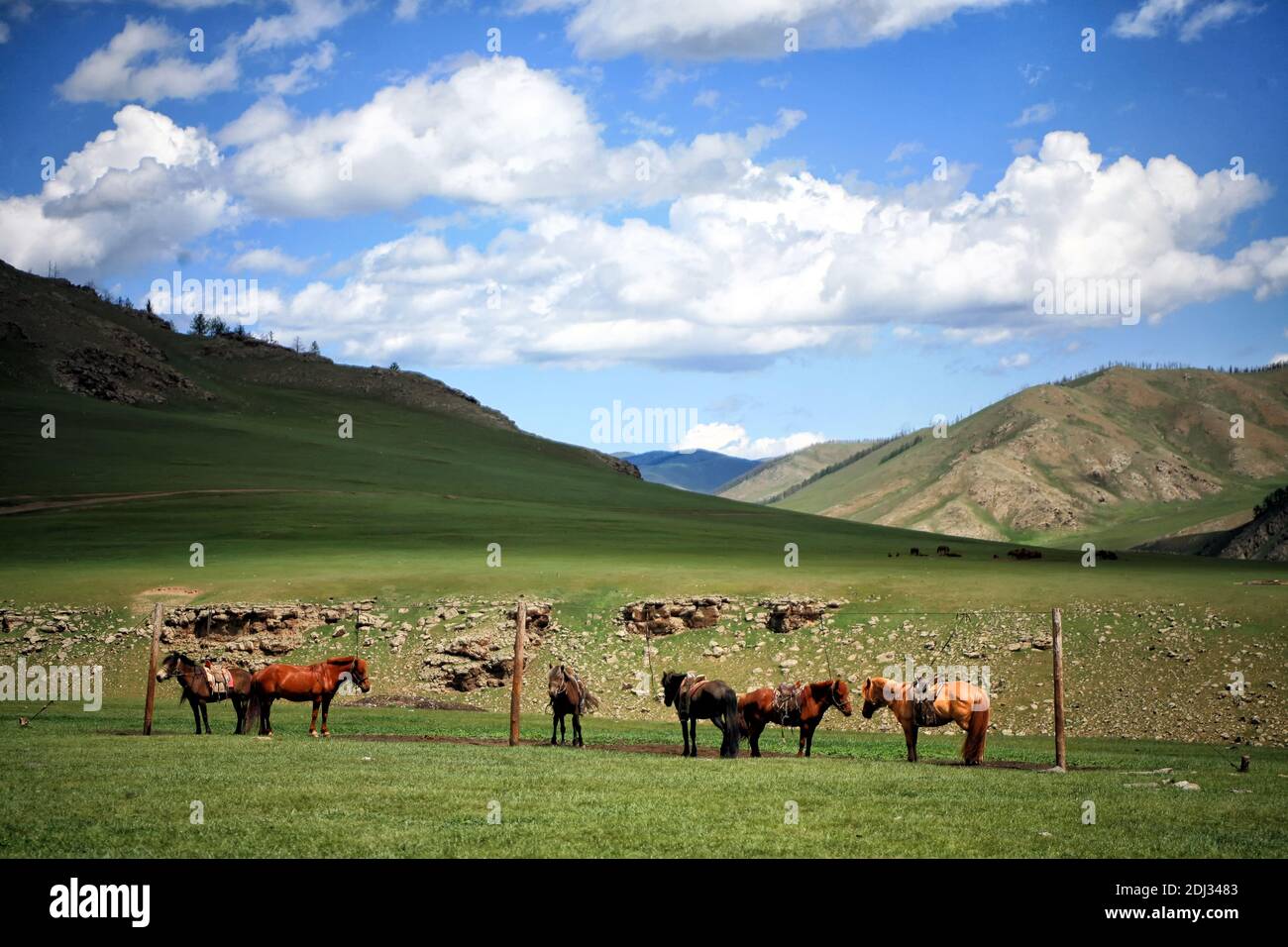Horse of Chinggis Khaan Stock Photo - Alamy