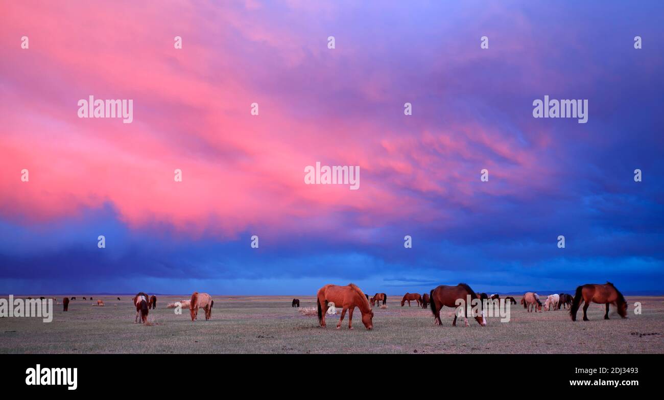 Mongolian great steppe Stock Photo - Alamy