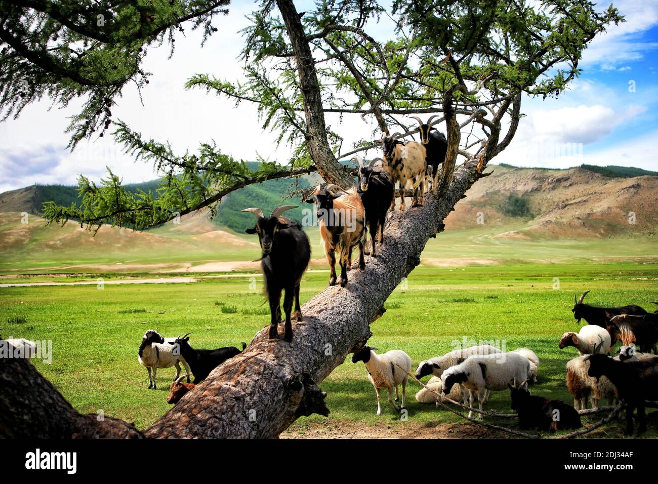 Mongolian goat hi-res stock photography and images - Alamy