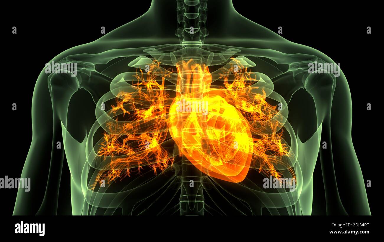 Human Circulatory System Heart Anatomy Stock Photo - Alamy