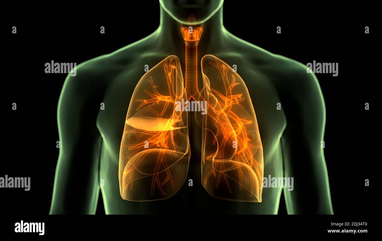 Human Respiratory System Lungs Anatomy Stock Photo - Alamy