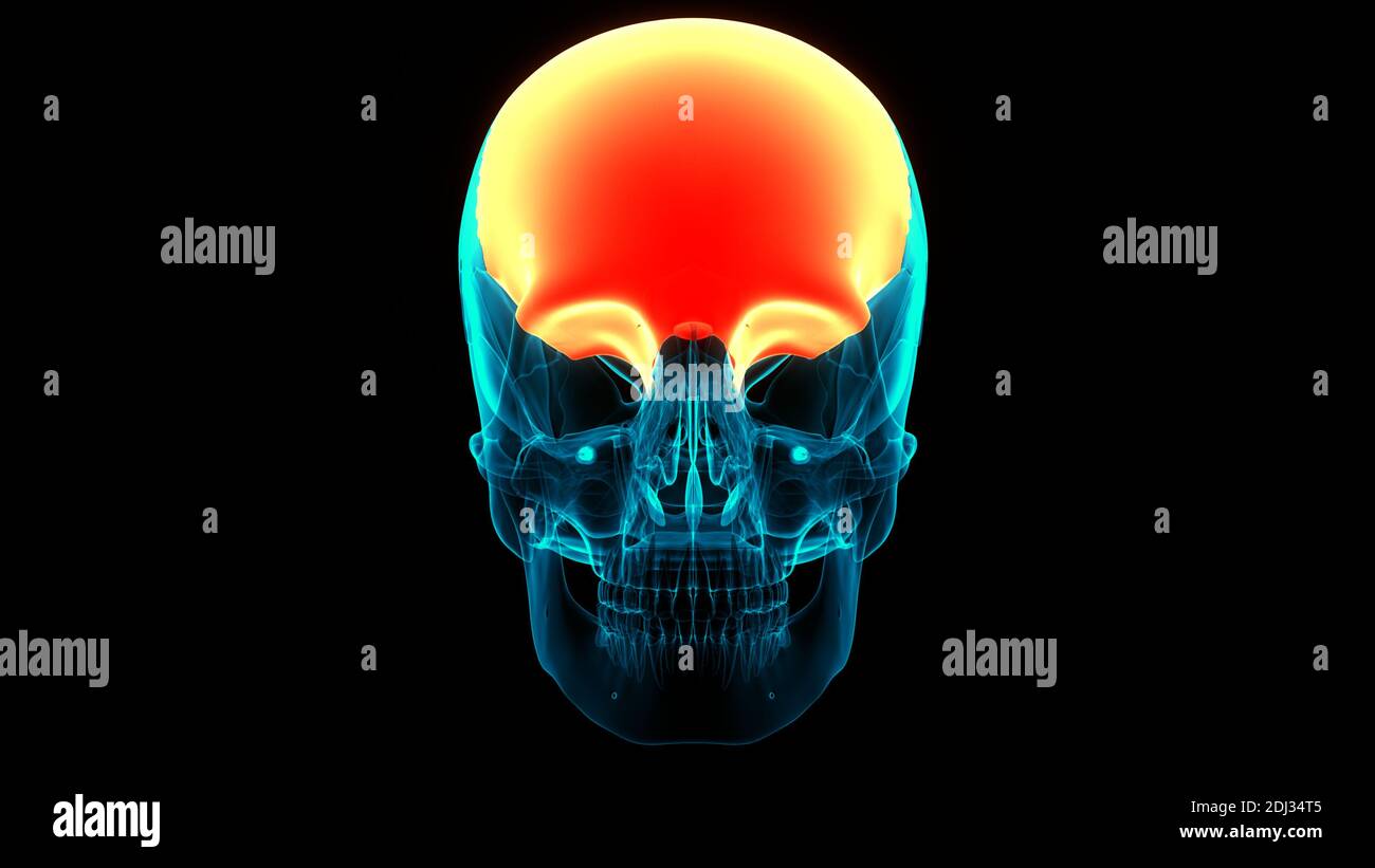 Human Skeleton System Skull Bone Parts Anatomy Stock Photo - Alamy