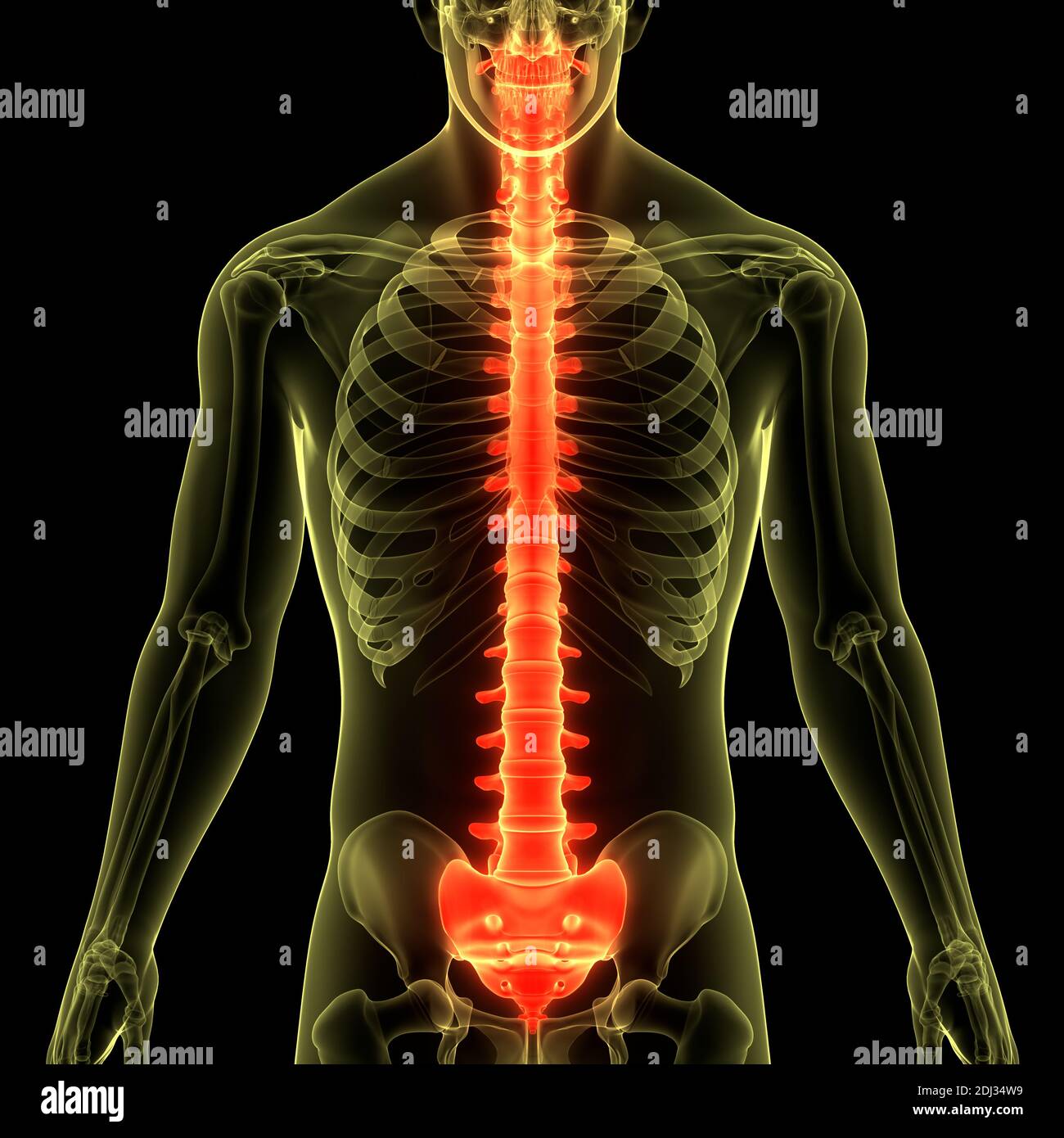 Skeletal System Vertebrae And Vertebral Column