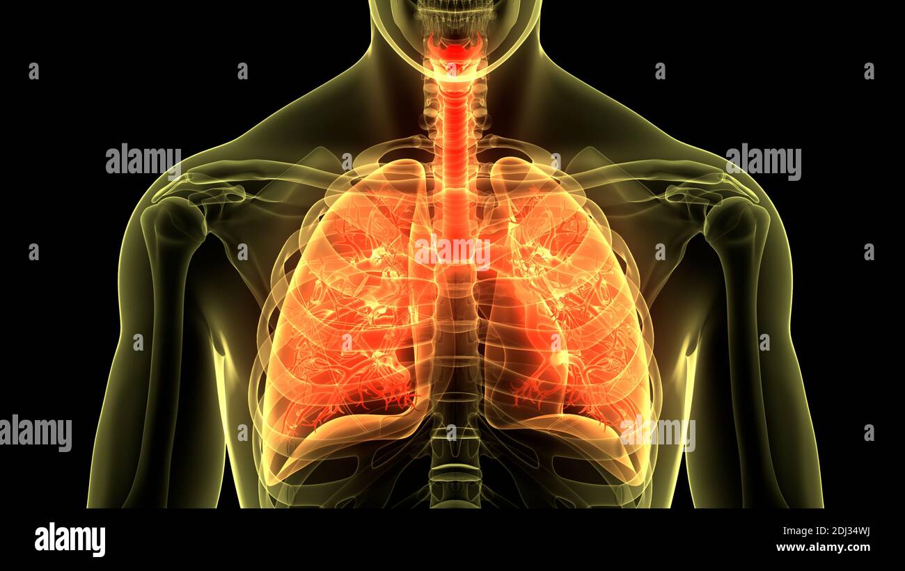 Human Respiratory System Lungs Anatomy Stock Photo - Alamy