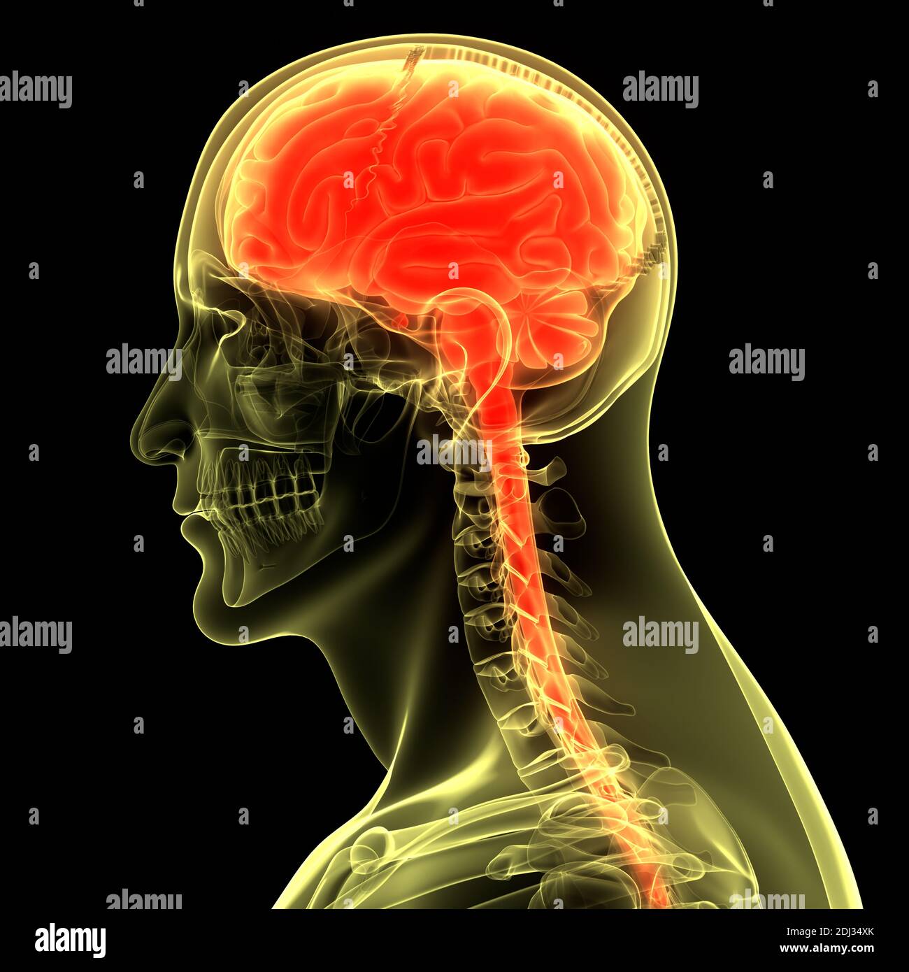 Central Organ of Human Nervous System Brain Anatomy Stock Photo - Alamy