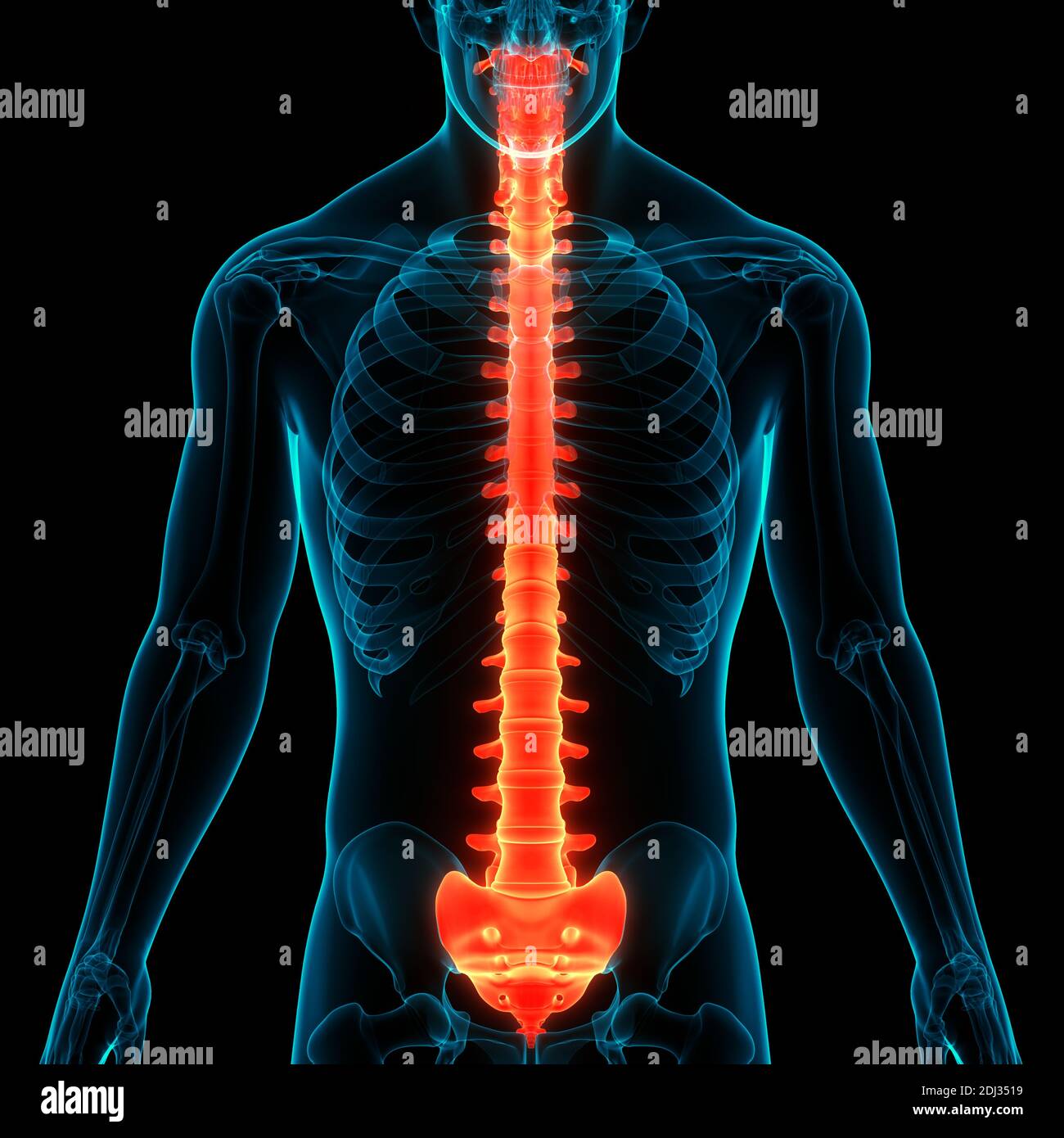 Spinal Cord Vertebral Column Of Human Skeleton System Anatomy Stock