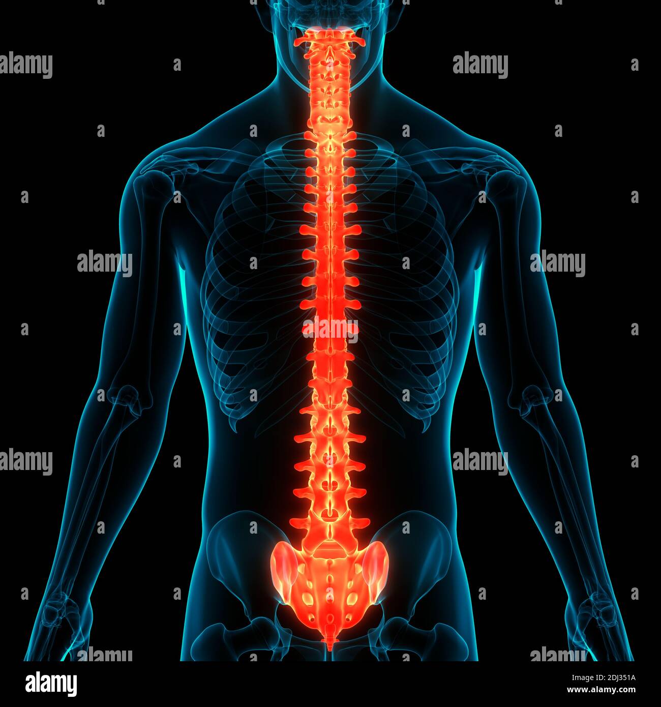 Spinal Cord High Resolution Stock Photography and Images - Alamy