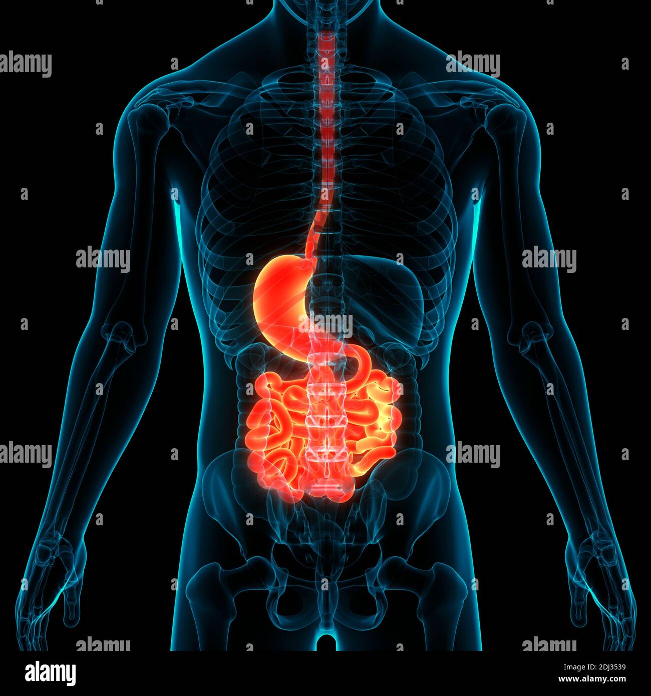 Human Digestive System Anatomy Stock Photo - Alamy