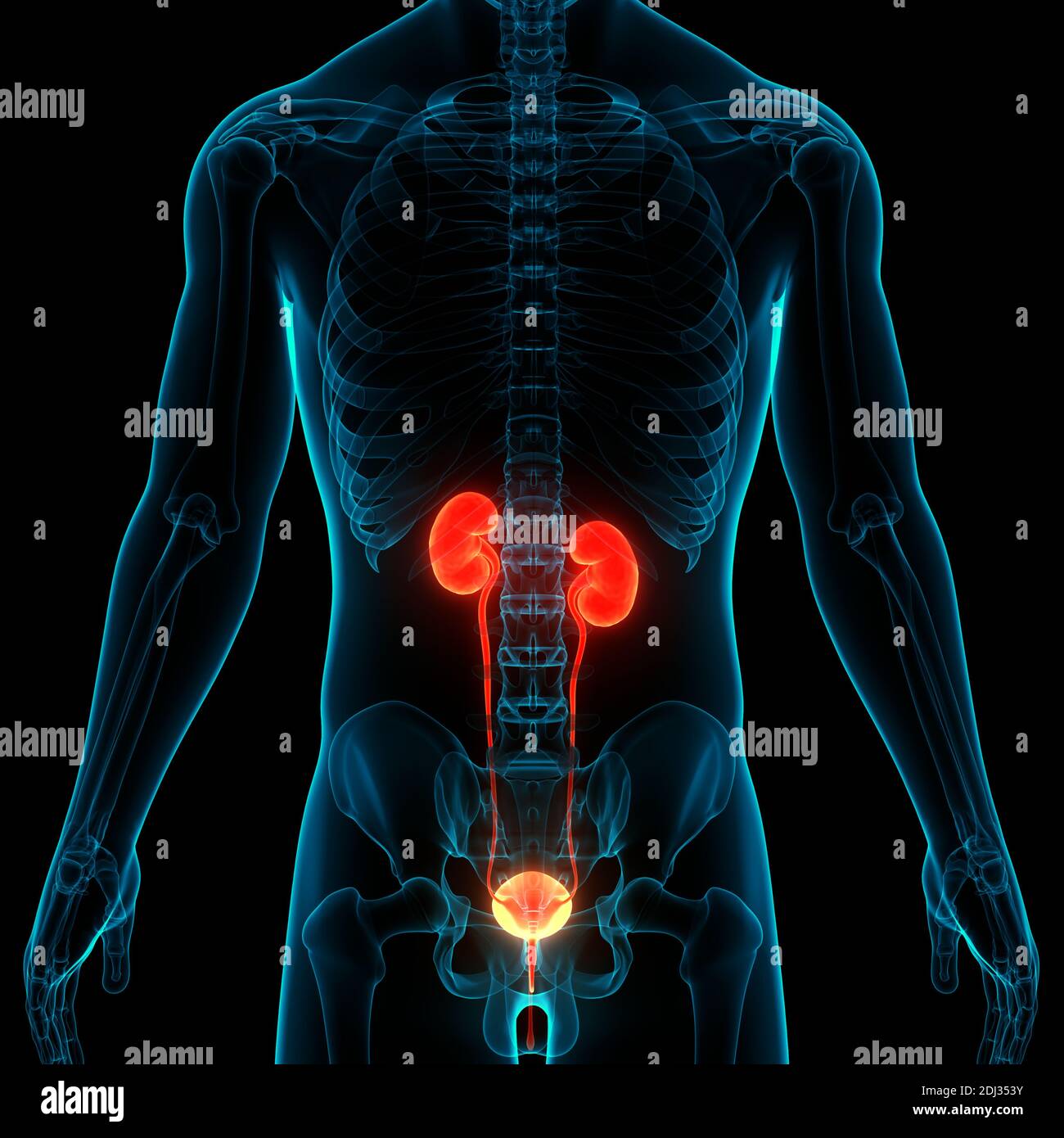 Human Urinary System Kidneys with Bladder Anatomy Stock Photo - Alamy