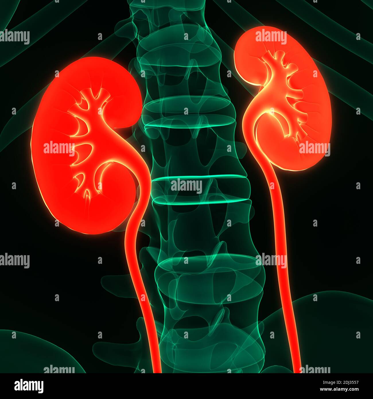 Human Urinary System Kidneys with Bladder Anatomy Stock Photo - Alamy