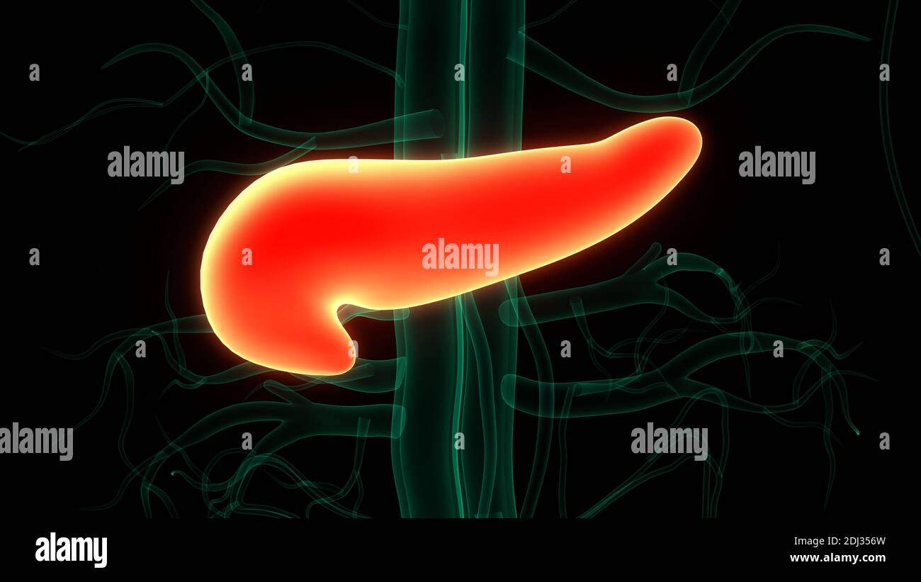 Human Internal Organ Pancreas Anatomy Stock Photo - Alamy