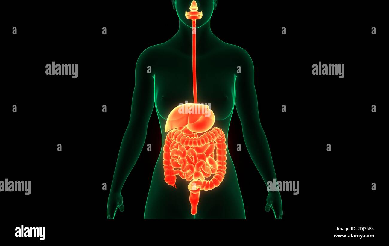 Human Digestive System Anatomy Stock Photo - Alamy