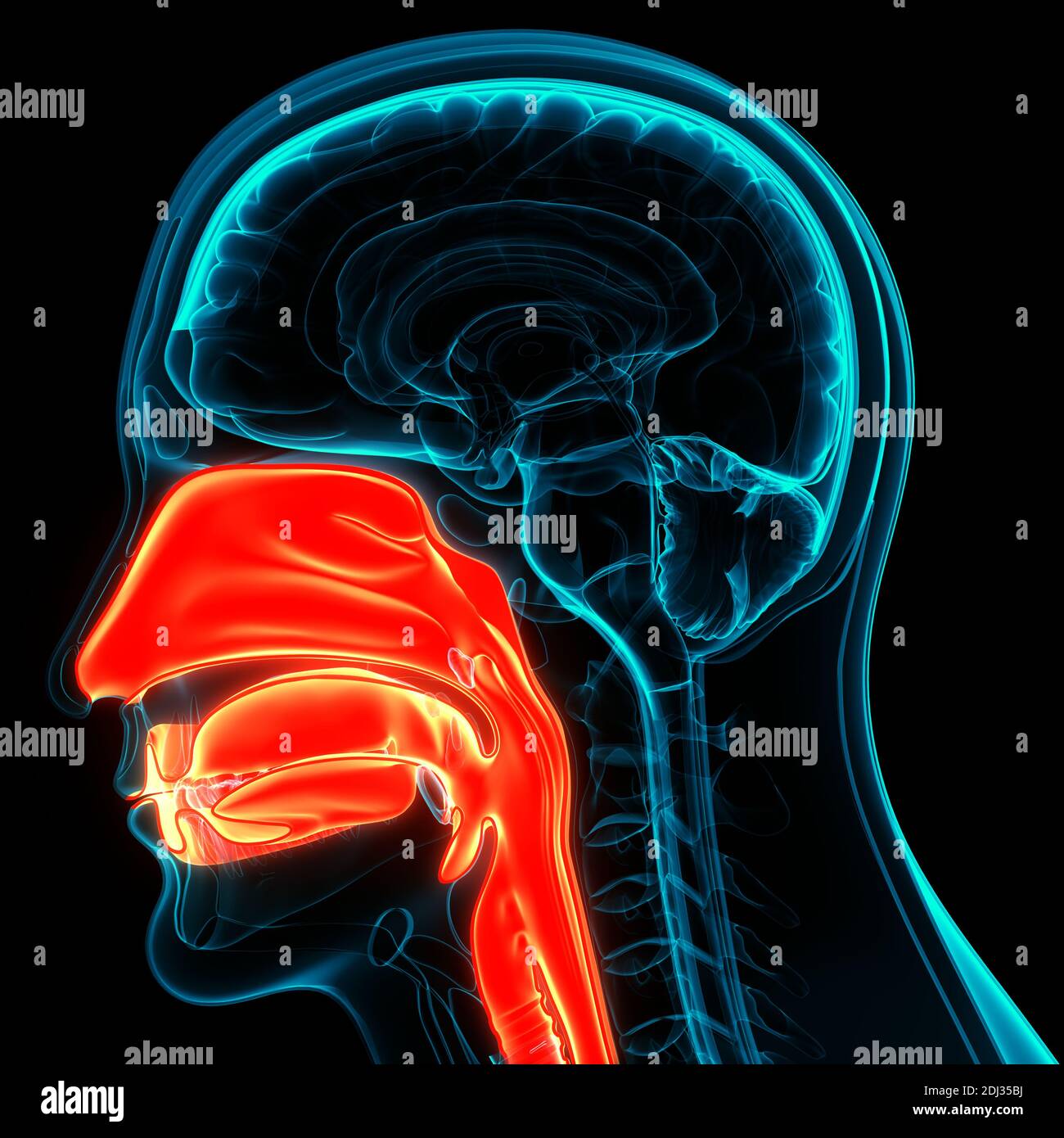Human Respiratory System Larynx and Pharynx Anatomy Stock Photo - Alamy