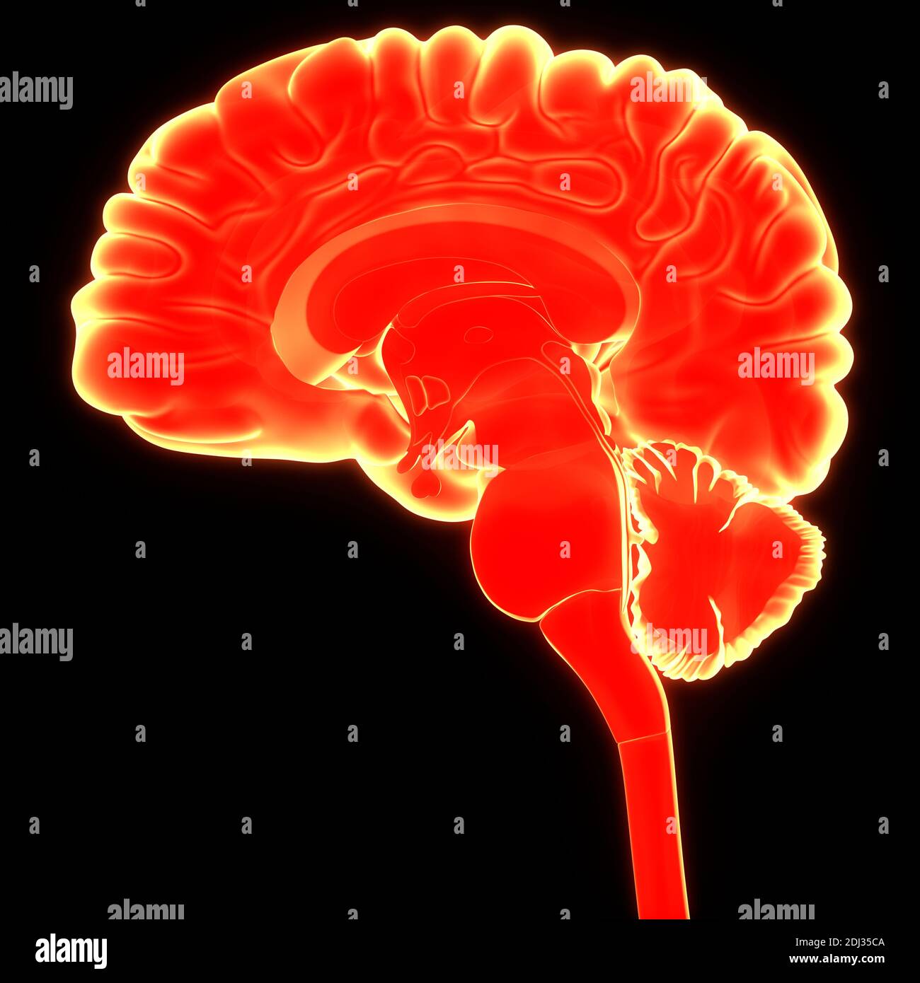 Central Organ of Human Nervous System Brain Anatomy Stock Photo - Alamy