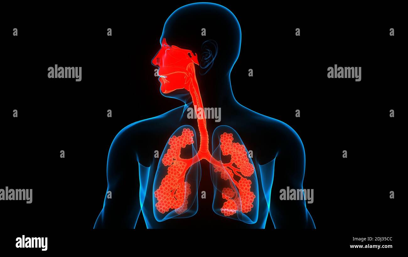 Human Respiratory System Lungs with Alveoli Anatomy Stock Photo - Alamy