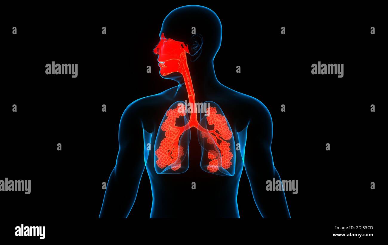 Human Respiratory System Lungs with Alveoli Anatomy Stock Photo - Alamy