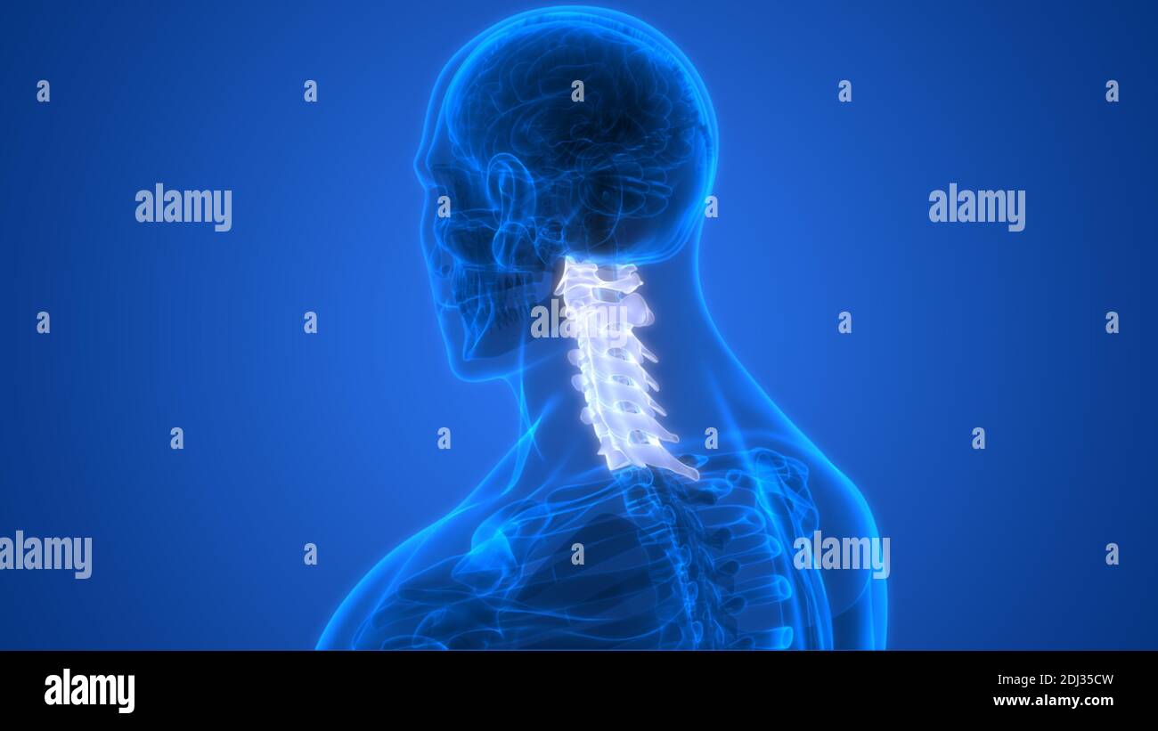 Spinal Cord Vertebral Column of Human Skeleton System Anatomy Stock ...