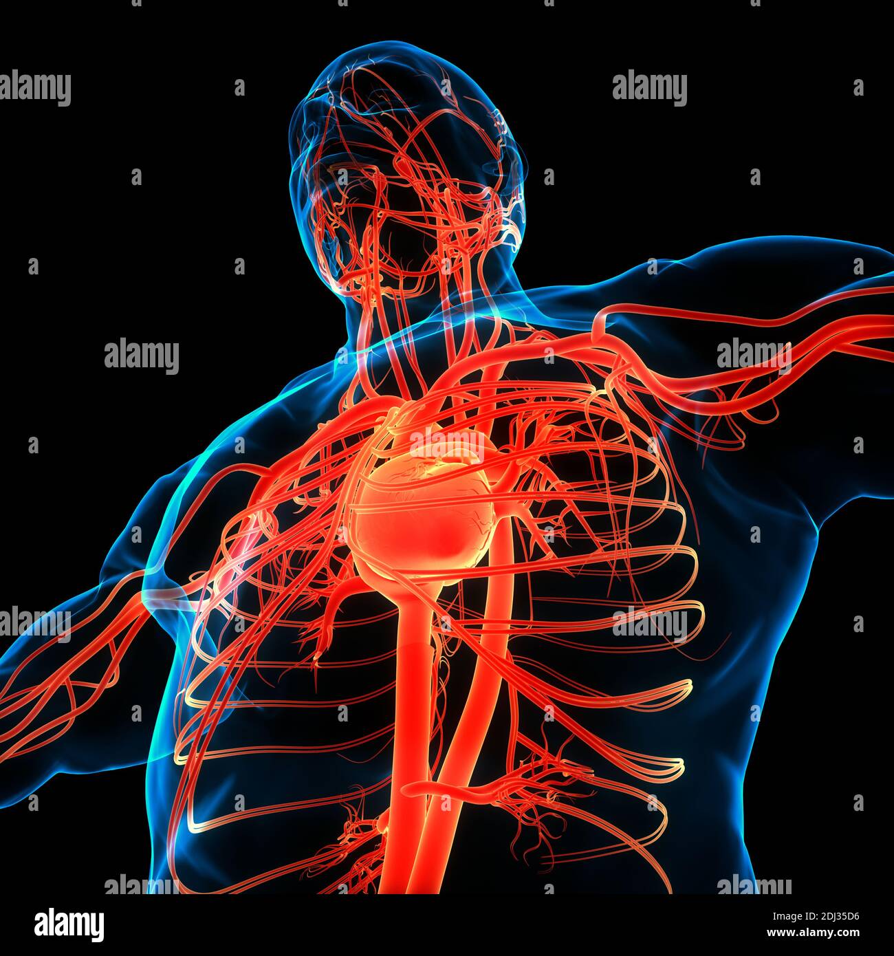 Human Circulatory System Heart Anatomy Stock Photo - Alamy