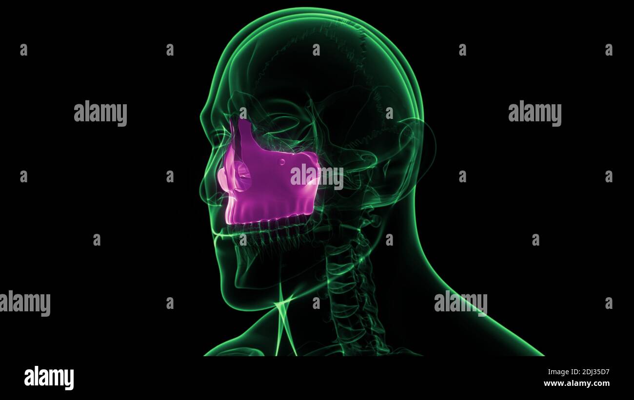 Human Skeleton System Skull Bone Parts Anatomy Stock Photo - Alamy