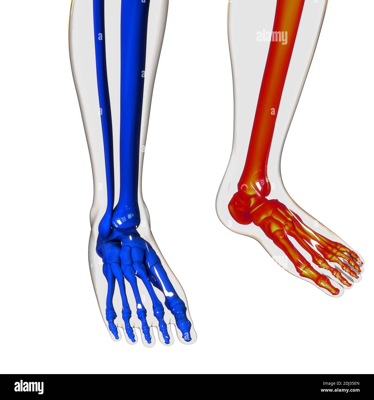 Human Skeleton System Bone Joints Anatomy Stock Photo - Alamy