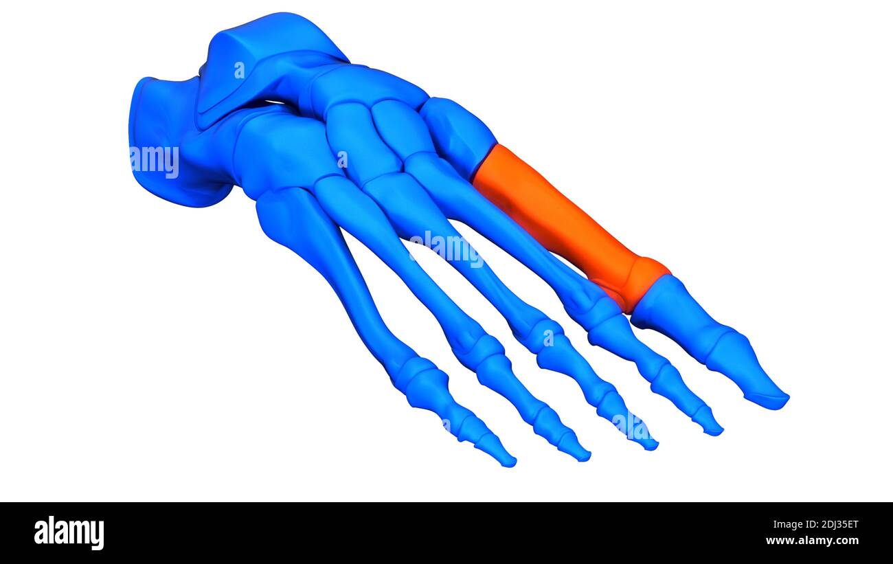 Human Skeleton System Foot Bone Joints Anatomy Stock Photo - Alamy