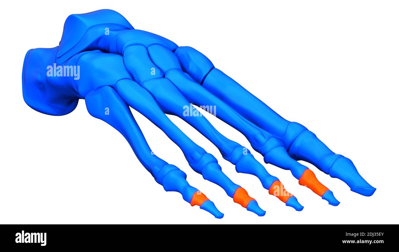 Human Skeleton System Foot Bone Joints Anatomy Stock Photo - Alamy