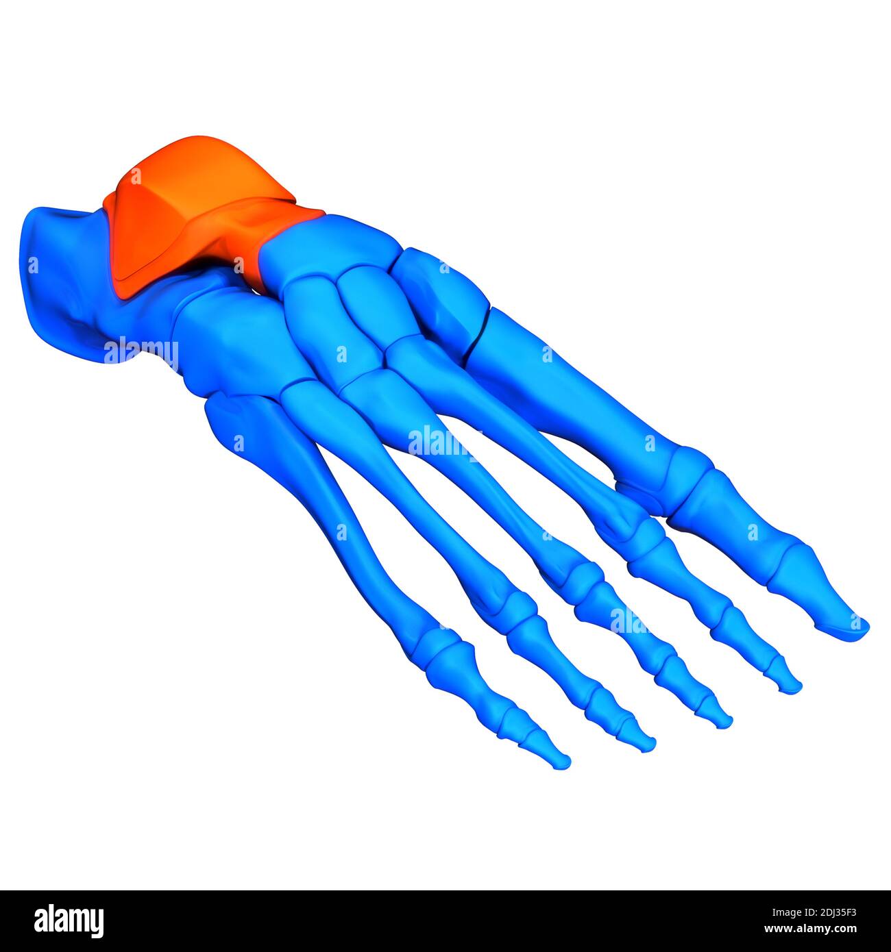 Human Skeleton System Foot Bone Joints Anatomy Stock Photo - Alamy