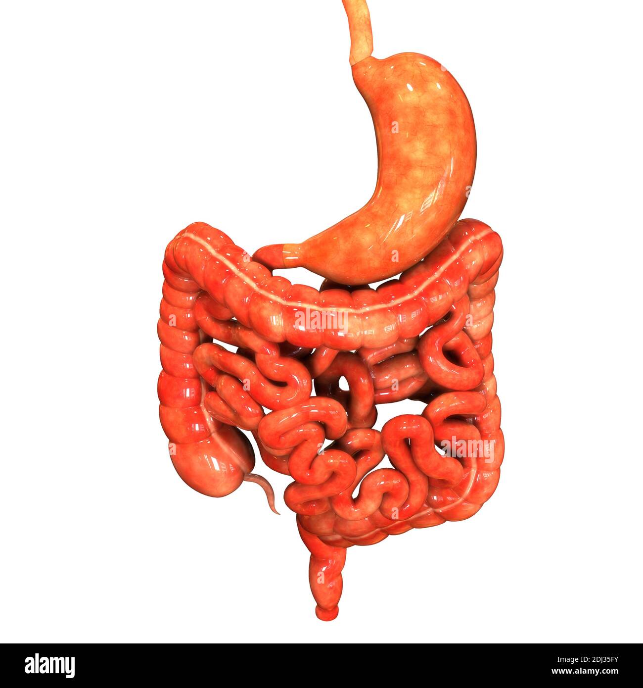 Human Digestive System Anatomy Stock Photo - Alamy
