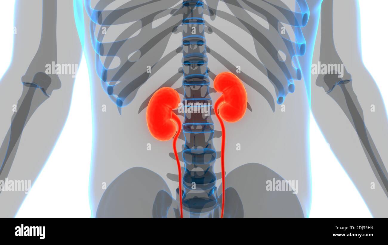 Human Urinary System Kidneys with Bladder Anatomy Stock Photo - Alamy