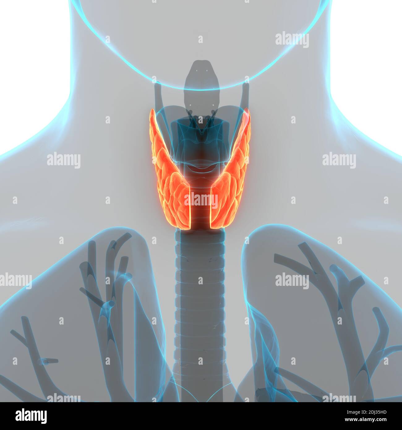 Human Body Glands Thyroid Gland Anatomy Stock Photo - Alamy