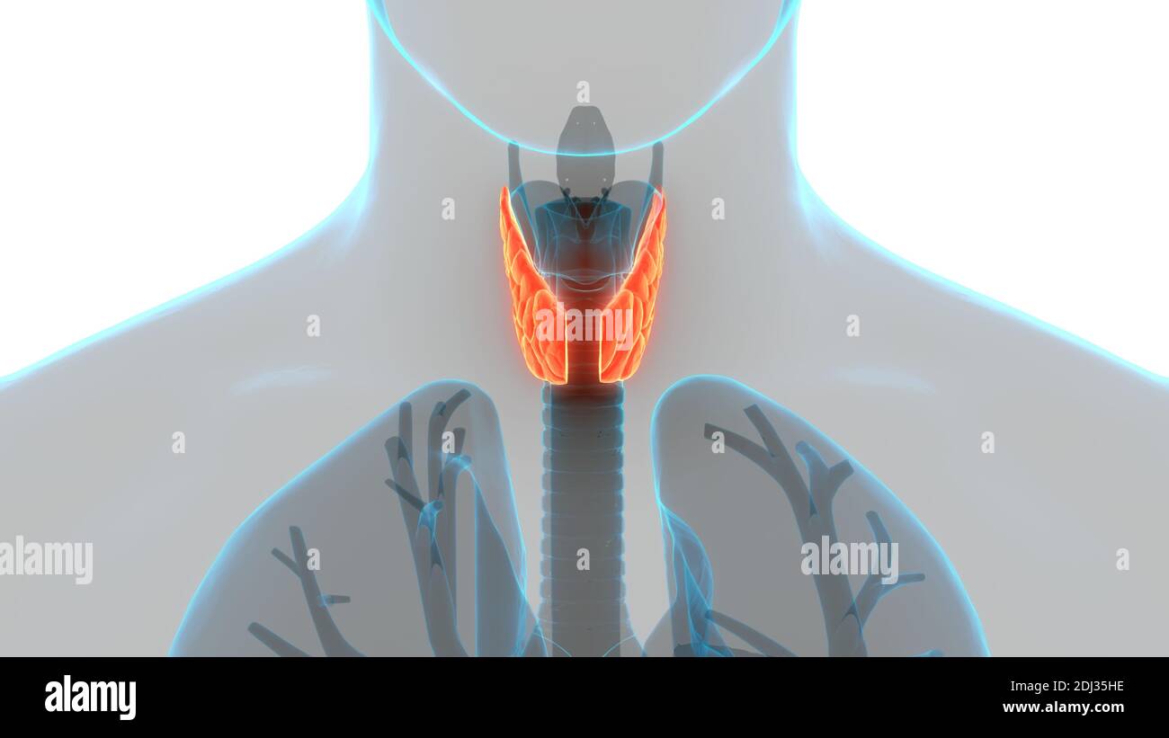 Human Body Glands Thyroid Gland Anatomy Stock Photo - Alamy