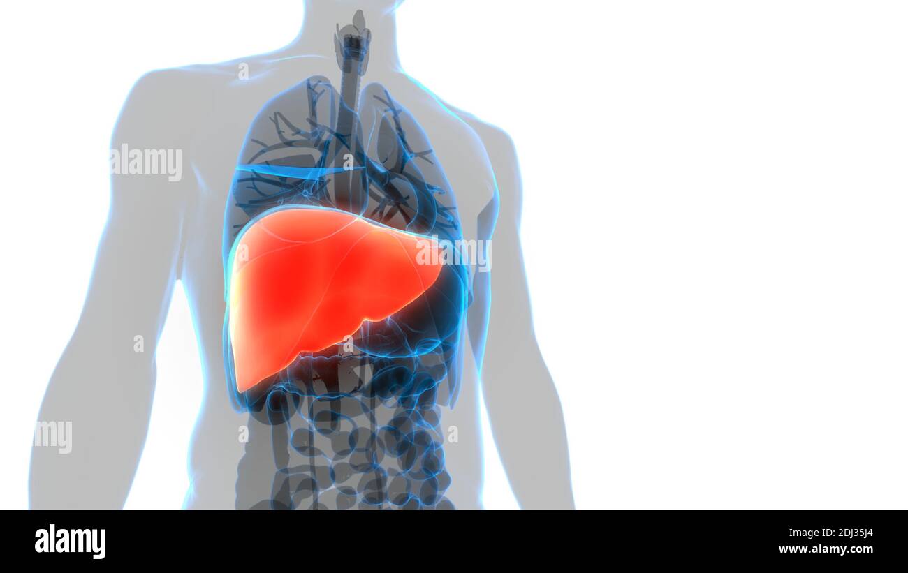 Human Internal Digestive Organ Liver Anatomy Stock Photo - Alamy