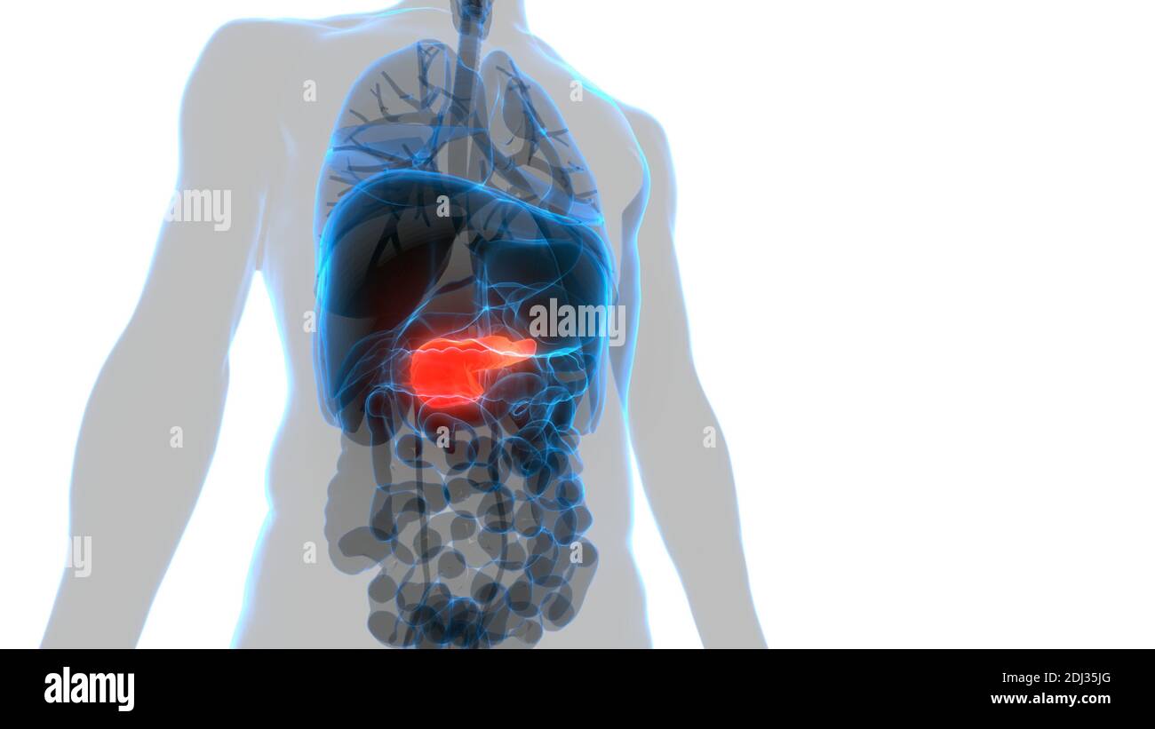 Human Internal Organ Pancreas Anatomy Stock Photo - Alamy