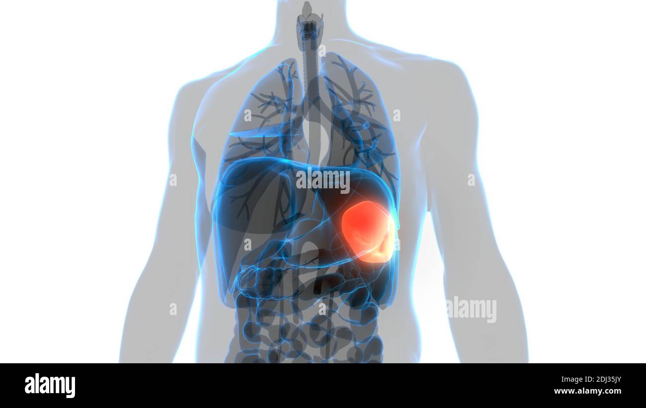 Male abdomen anatomy hi-res stock photography and images - Alamy