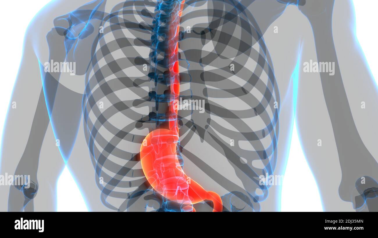 Human Digestive System Anatomy Stock Photo - Alamy