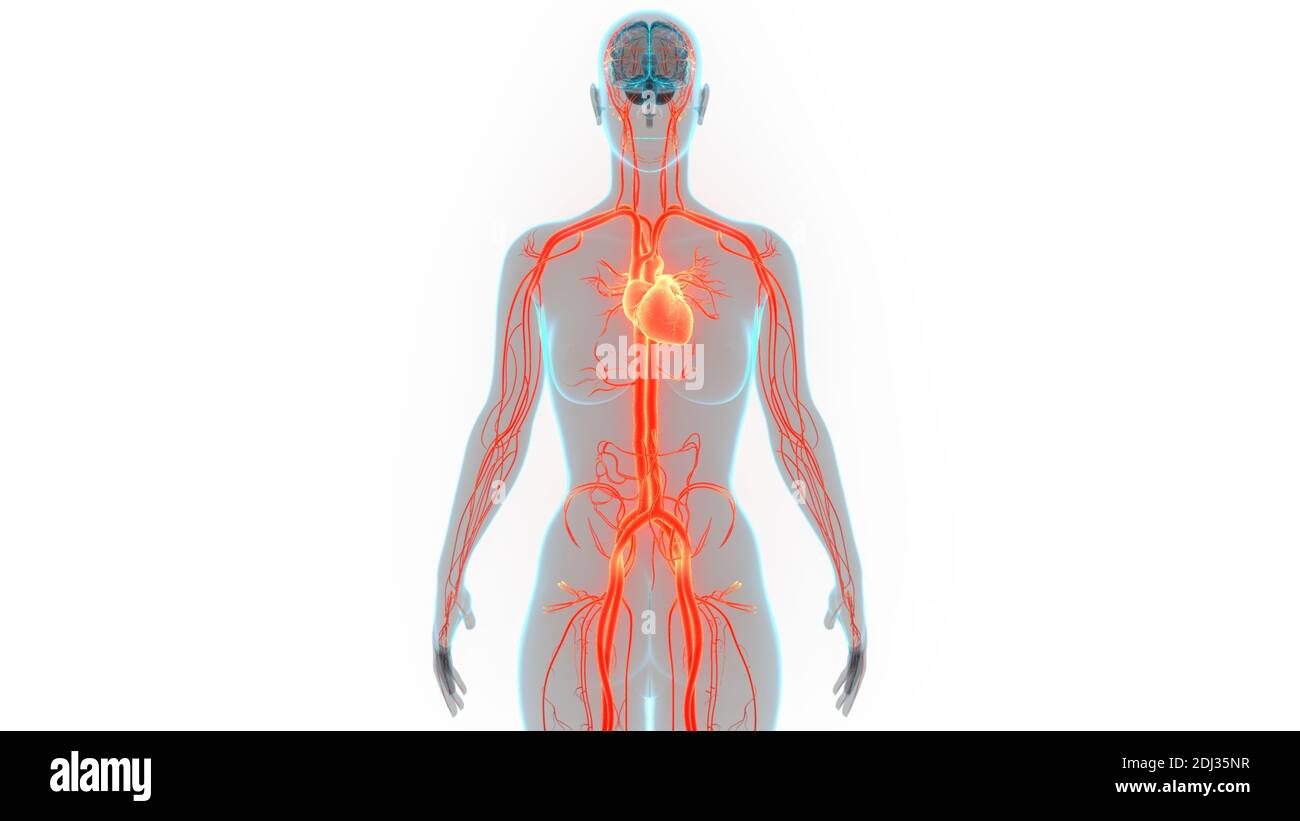 Human Circulatory System Heart Anatomy Stock Photo - Alamy