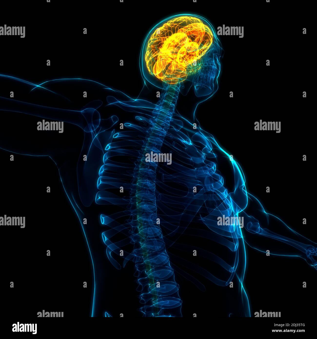 Central Organ of Human Nervous System Brain Anatomy Stock Photo - Alamy