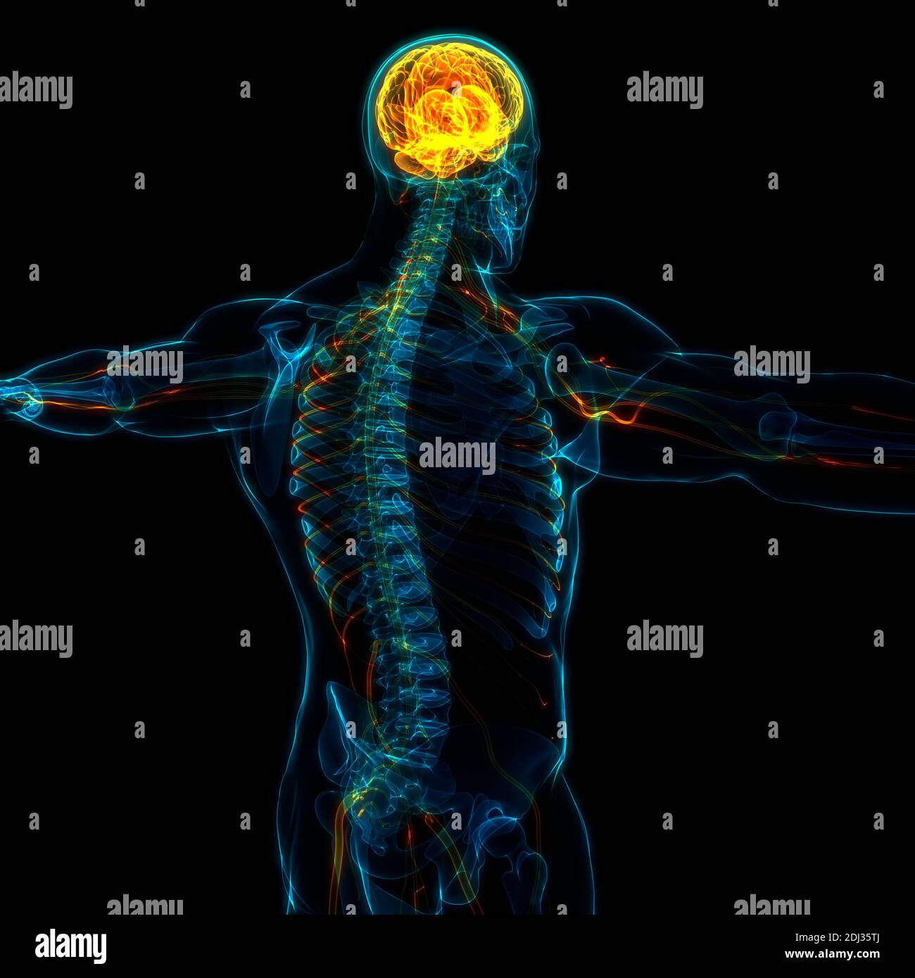 Central Organ of Human Nervous System Brain Anatomy Stock Photo - Alamy