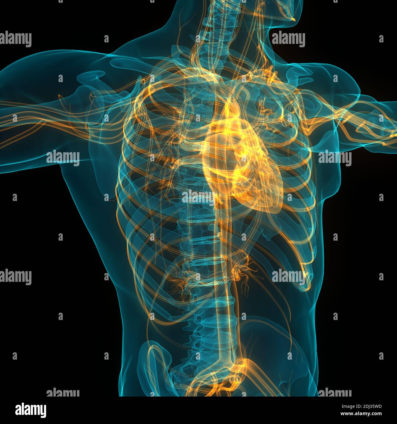Human Circulatory System Heart Anatomy Stock Photo - Alamy