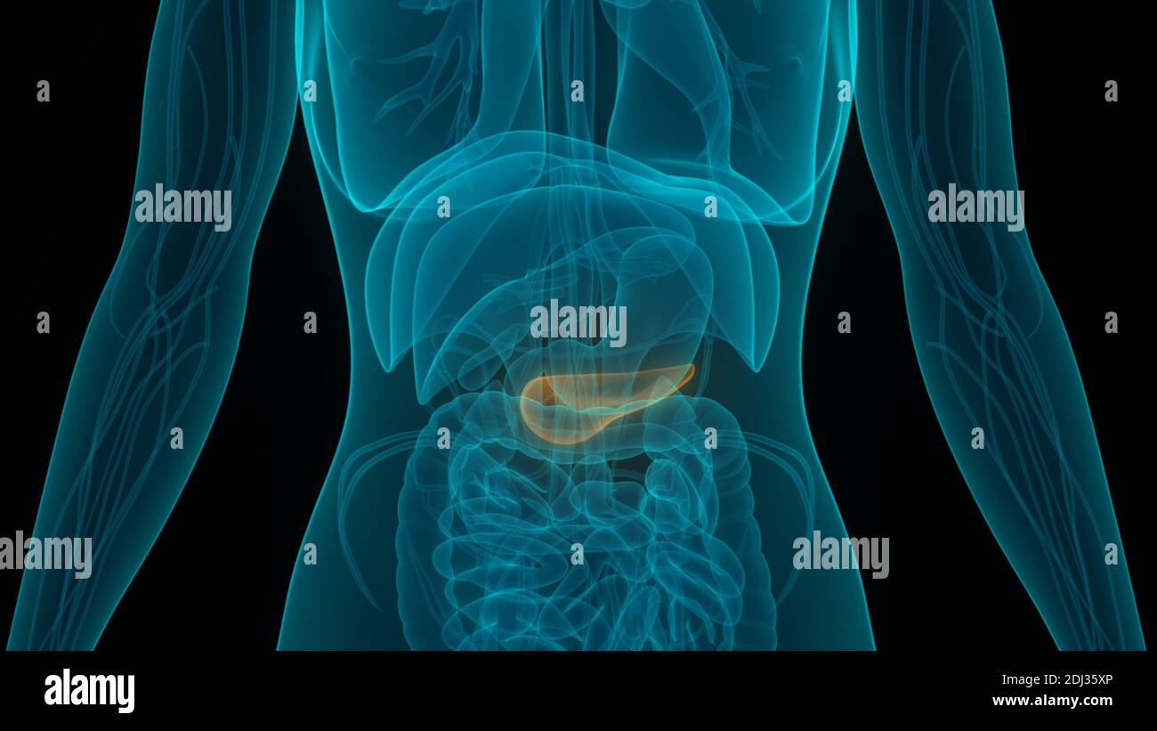 Human Internal Organ Pancreas Anatomy Stock Photo - Alamy