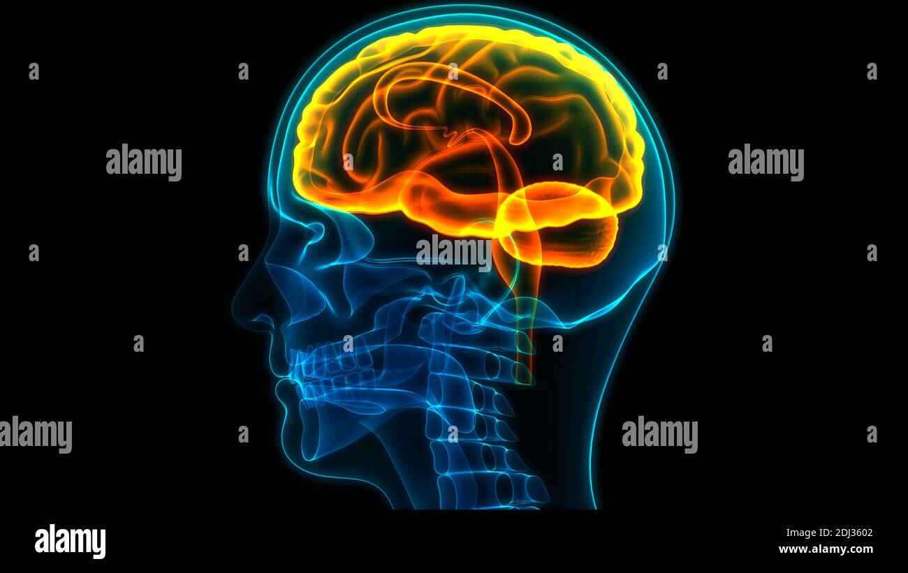 Central Organ of Human Nervous System Brain Anatomy Stock Photo - Alamy