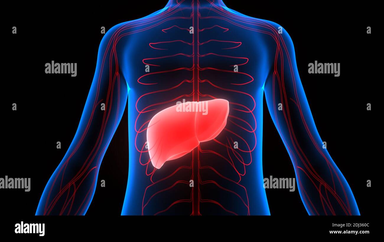 Human Internal Digestive Organ Liver Anatomy Stock Photo - Alamy