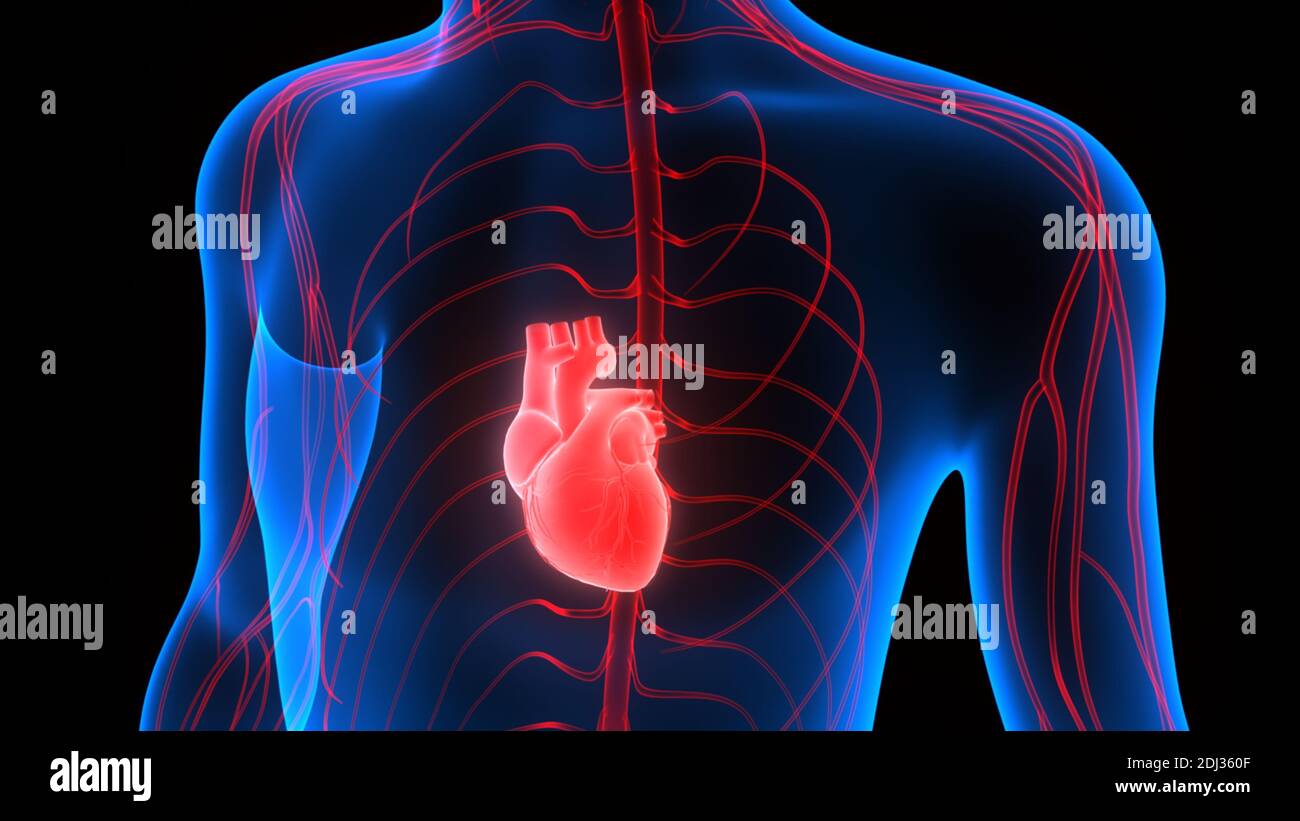 Human Circulatory System Heart Anatomy Stock Photo - Alamy