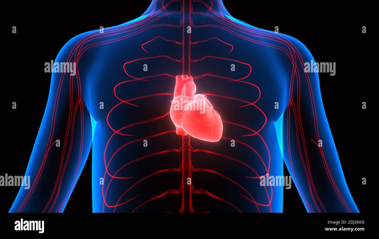 Human Circulatory System Heart Anatomy Stock Photo - Alamy