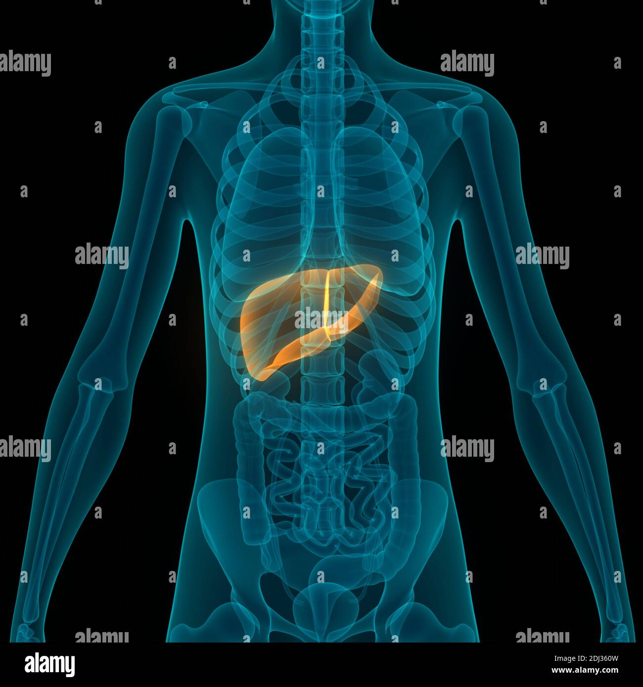 Human Internal Digestive Organ Liver Anatomy Stock Photo - Alamy