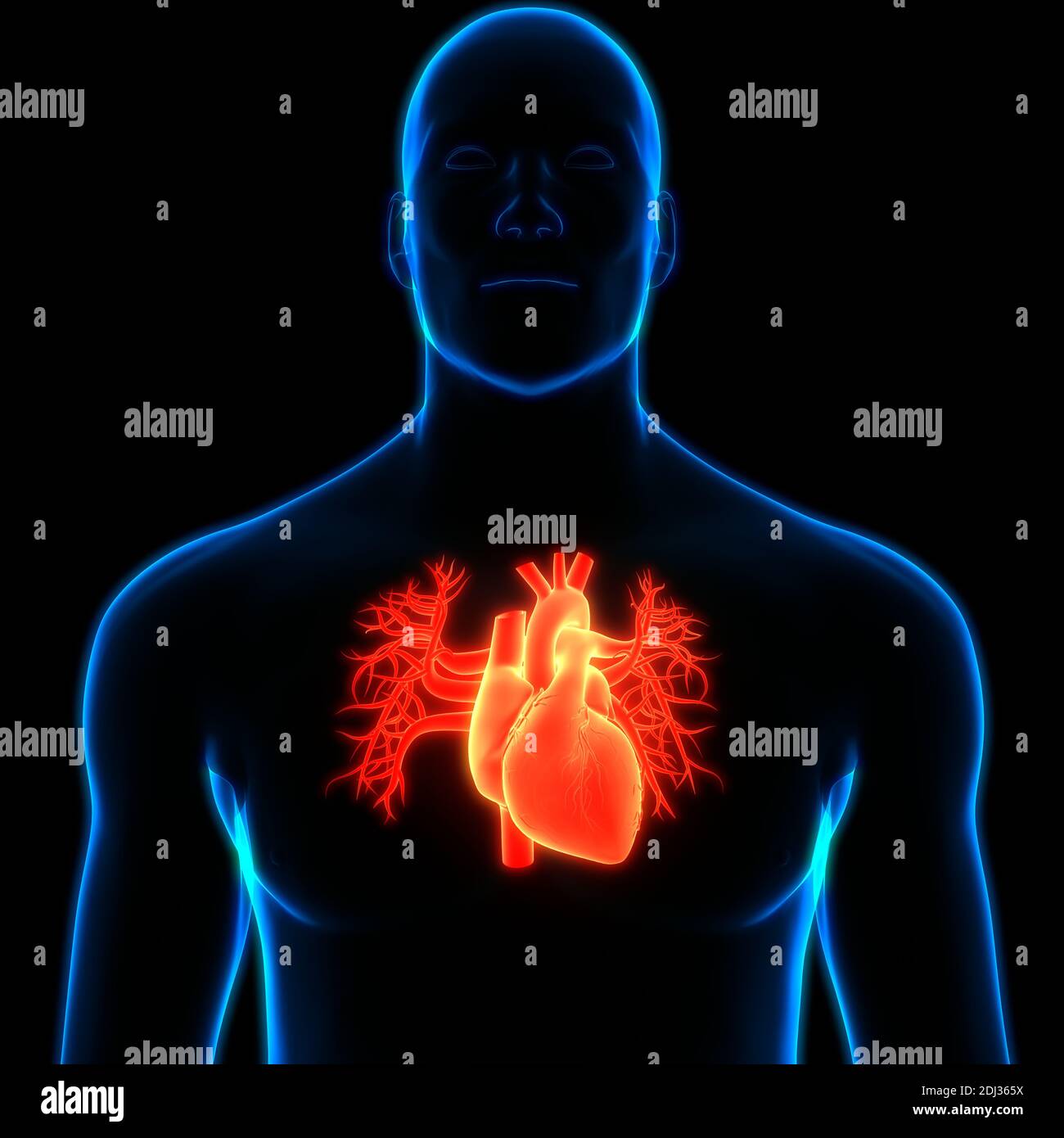 Human Circulatory System Heart Anatomy Stock Photo - Alamy